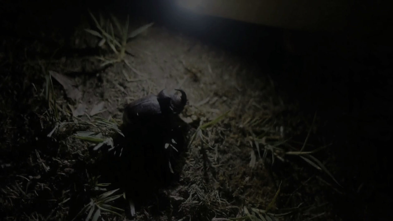 THE MYTH OF THE ETERNAL RETURN | CONNECT: International Videoarts Festival